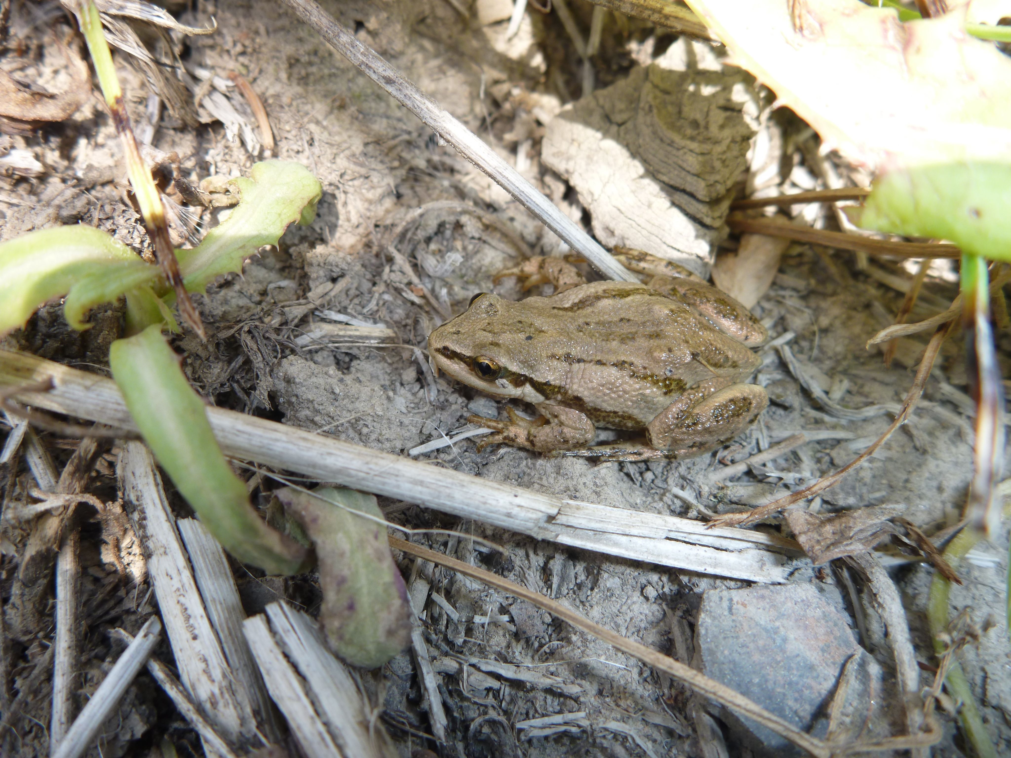 Alberta Native Trout