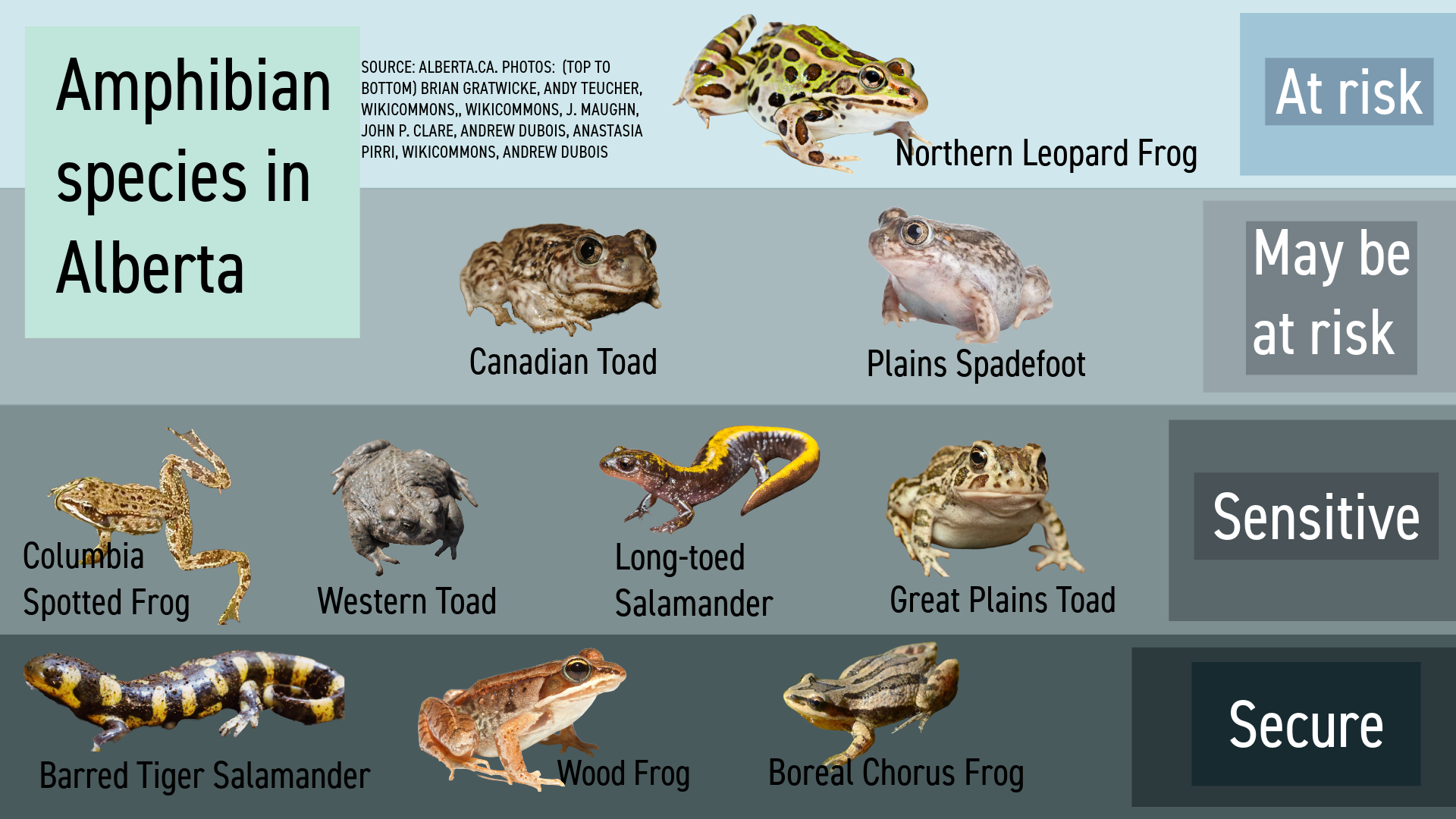 Alberta Native Trout