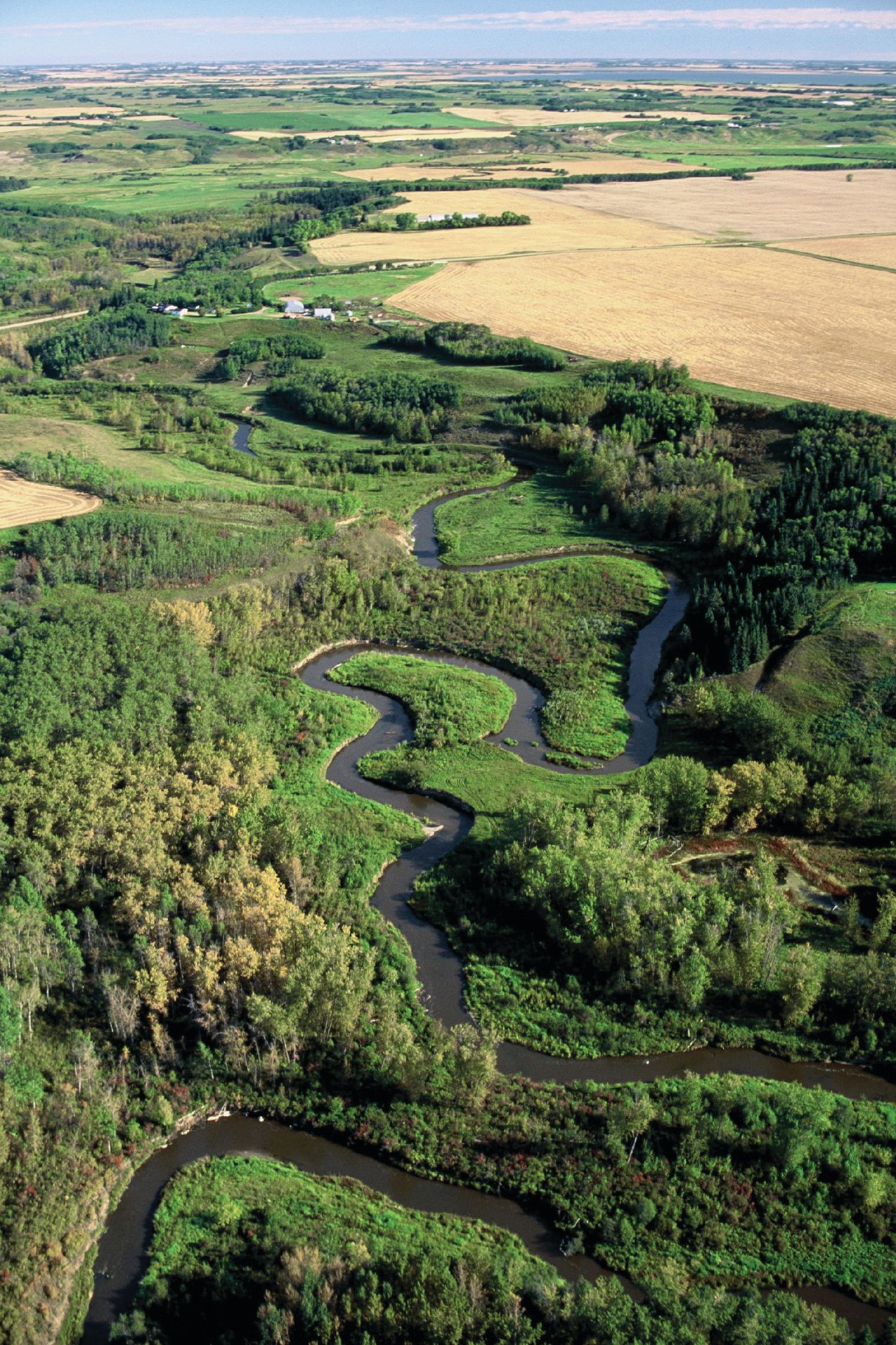 Alberta Native Trout