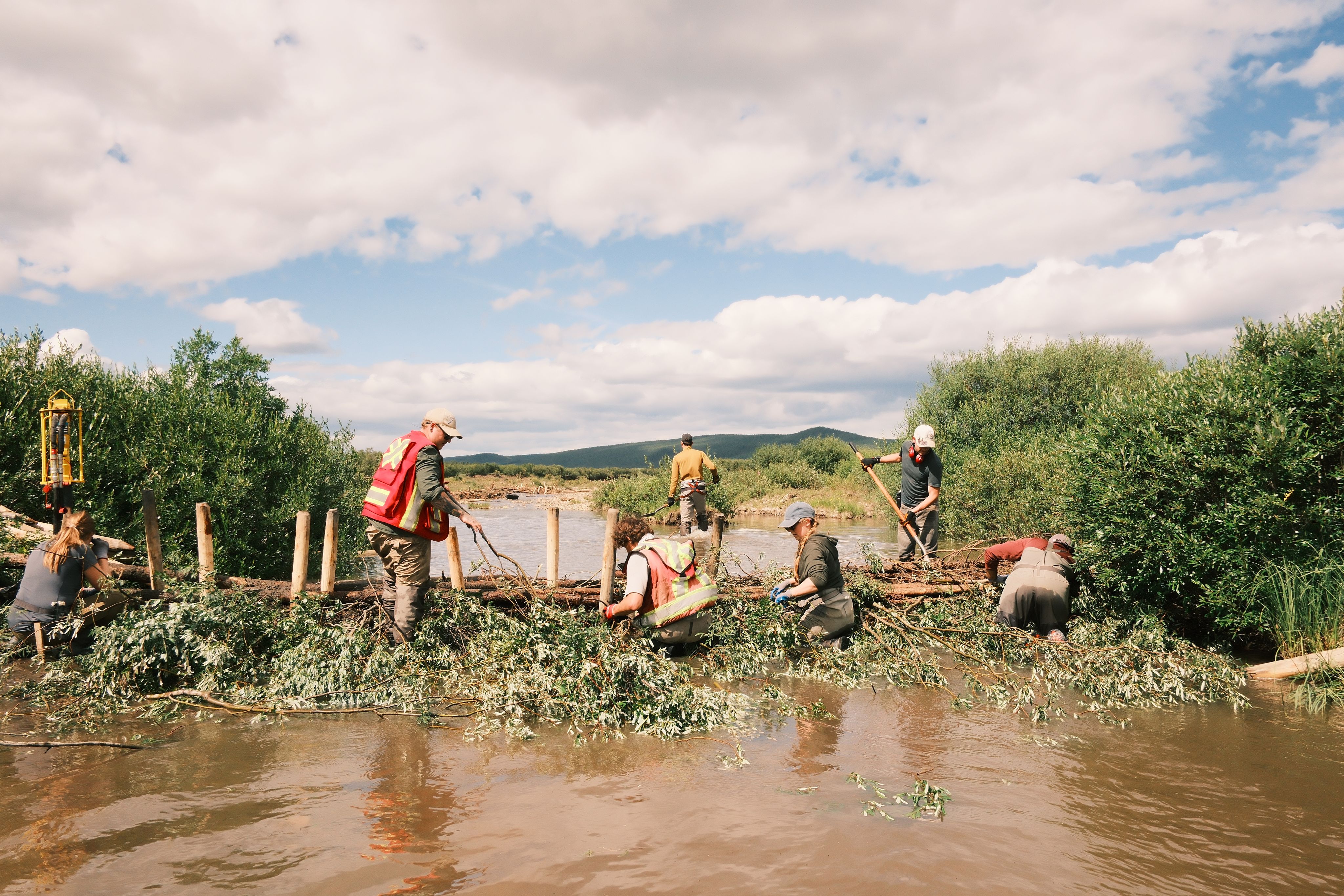 Alberta Native Trout