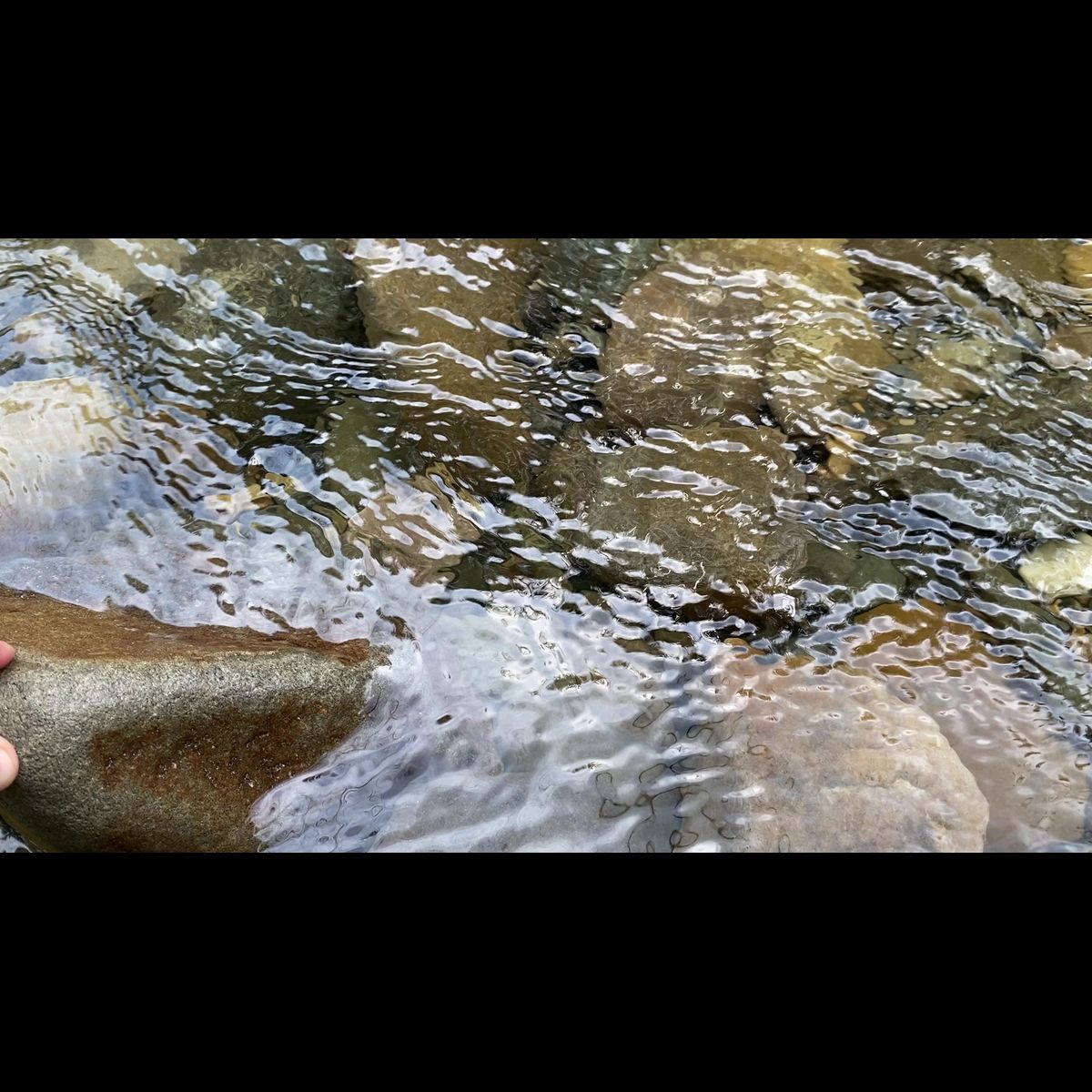 Alberta Native Trout