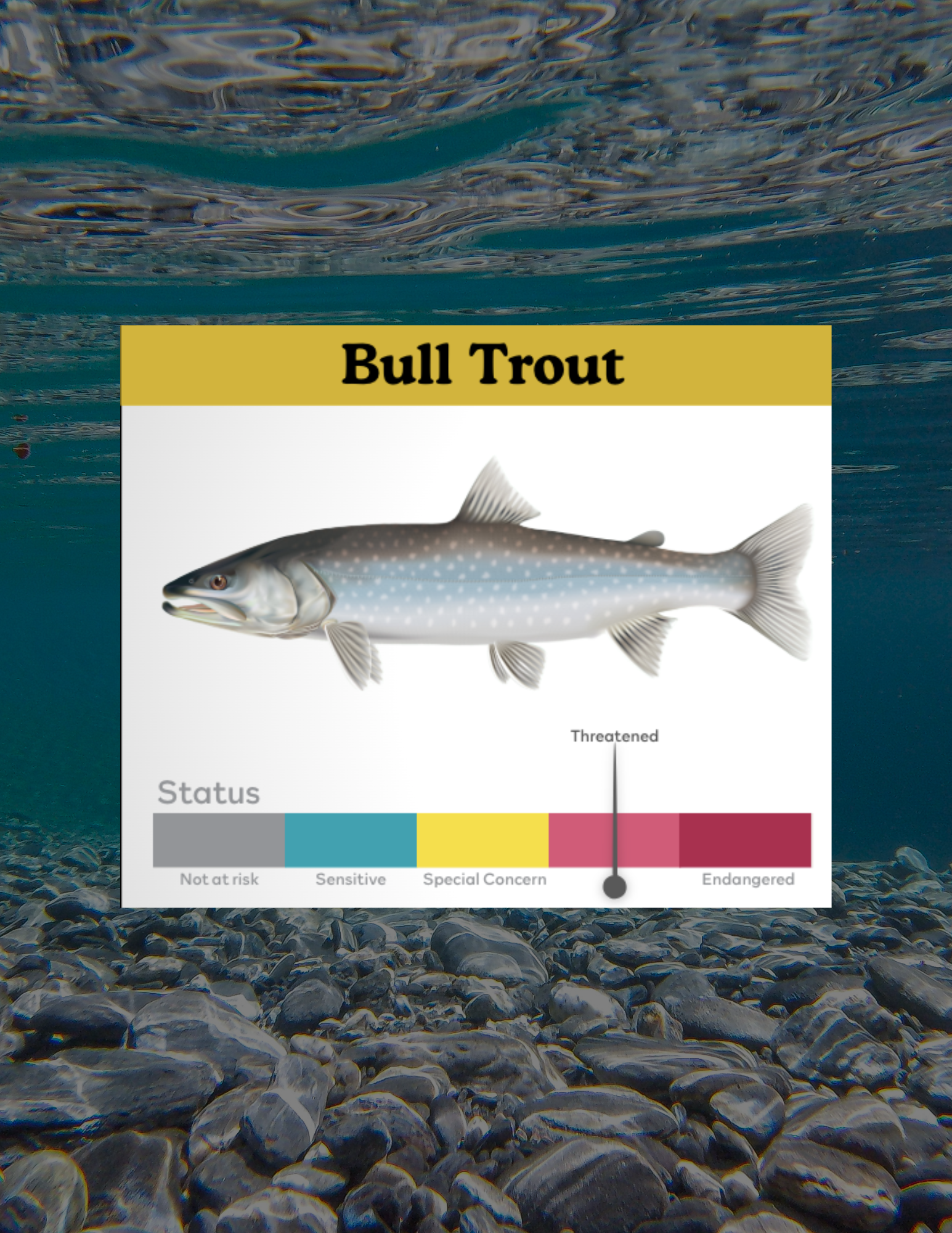 Alberta Native Trout