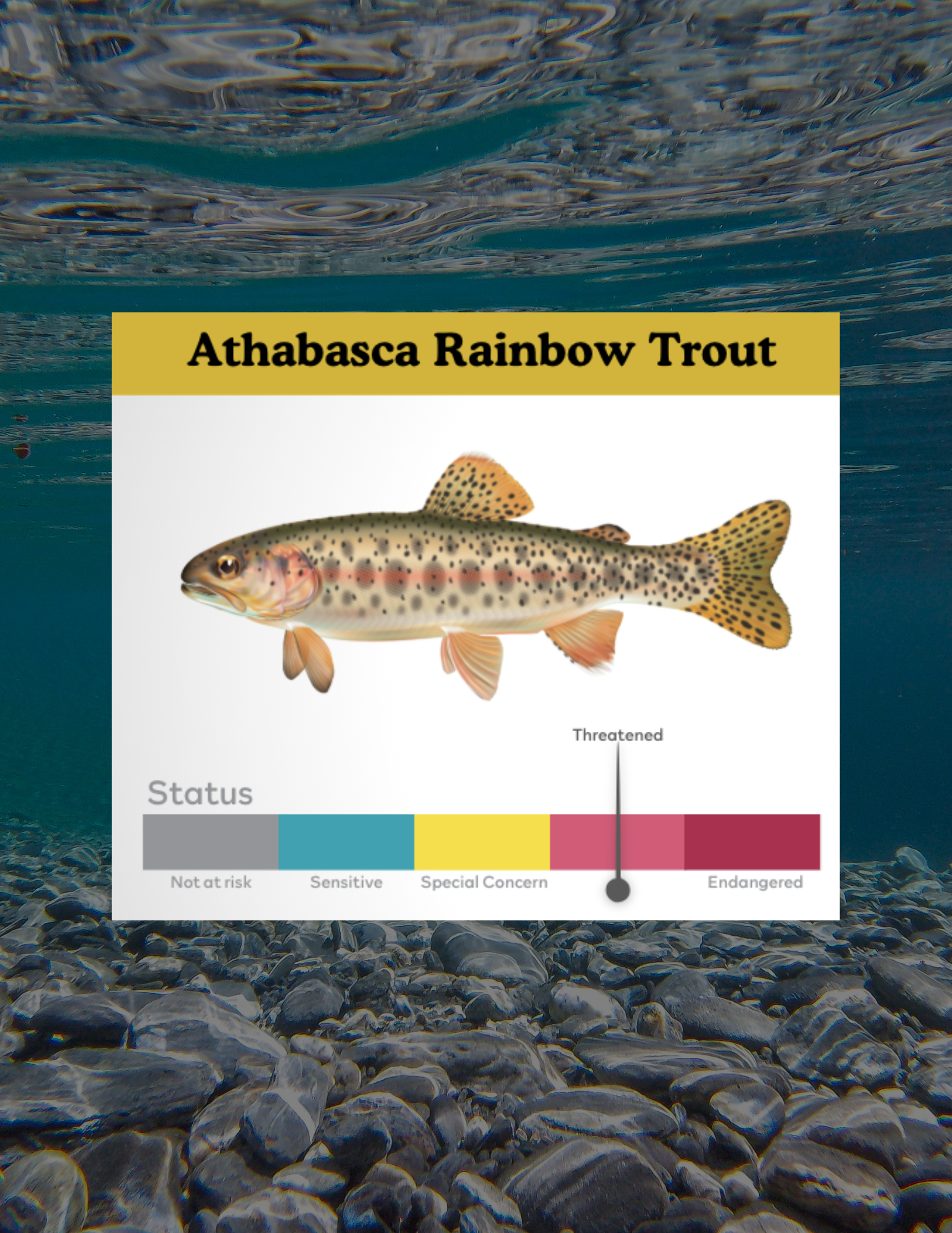 Alberta Native Trout